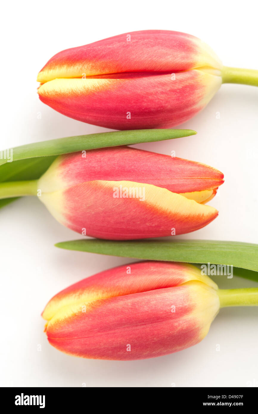 Three beautiful tulips on a white background Stock Photo - Alamy