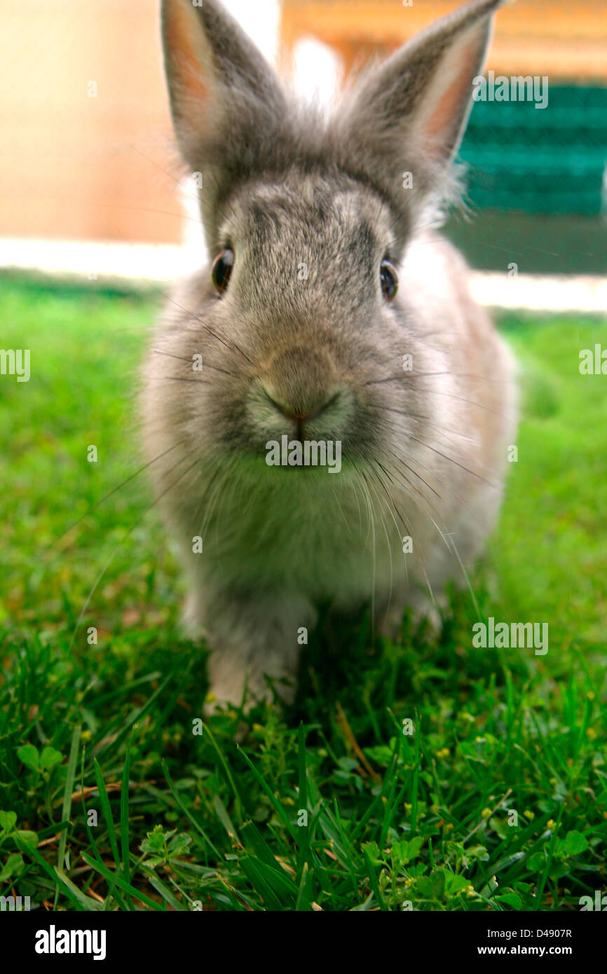 Surprised rabbit, looking curiously at the camera Stock Photo - Alamy
