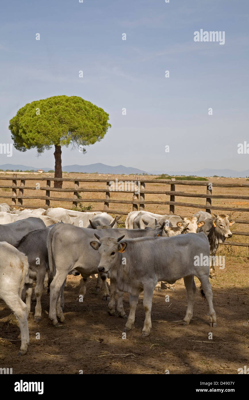 europe, italy, tuscany, alberese, cows of the maremma Stock Photo - Alamy