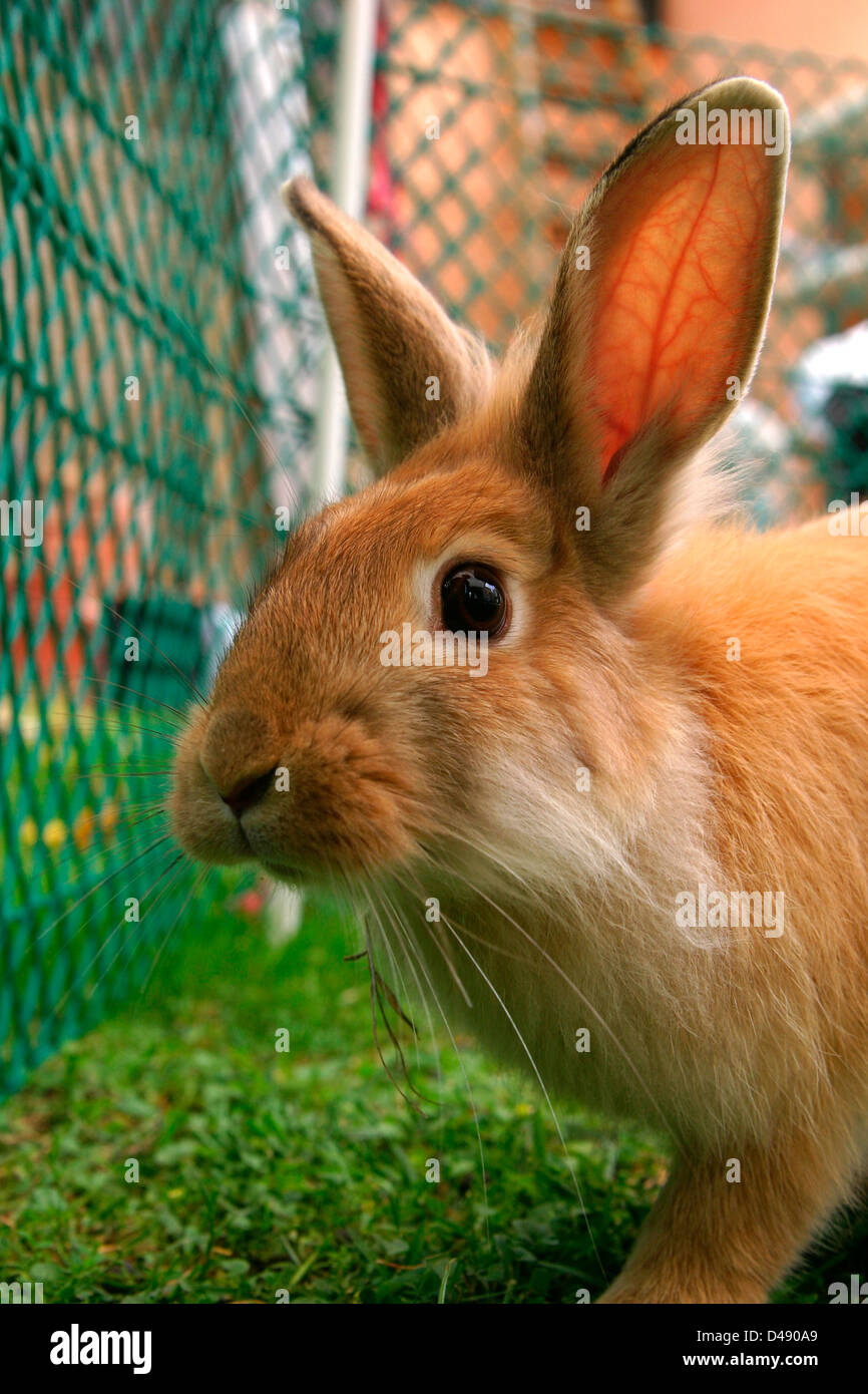 Surprised rabbit, looking curiously at the camera Stock Photo - Alamy