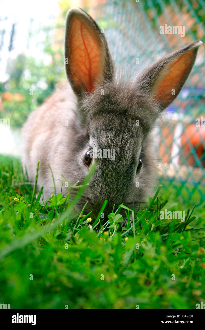 Surprised rabbit, looking curiously at the camera Stock Photo - Alamy