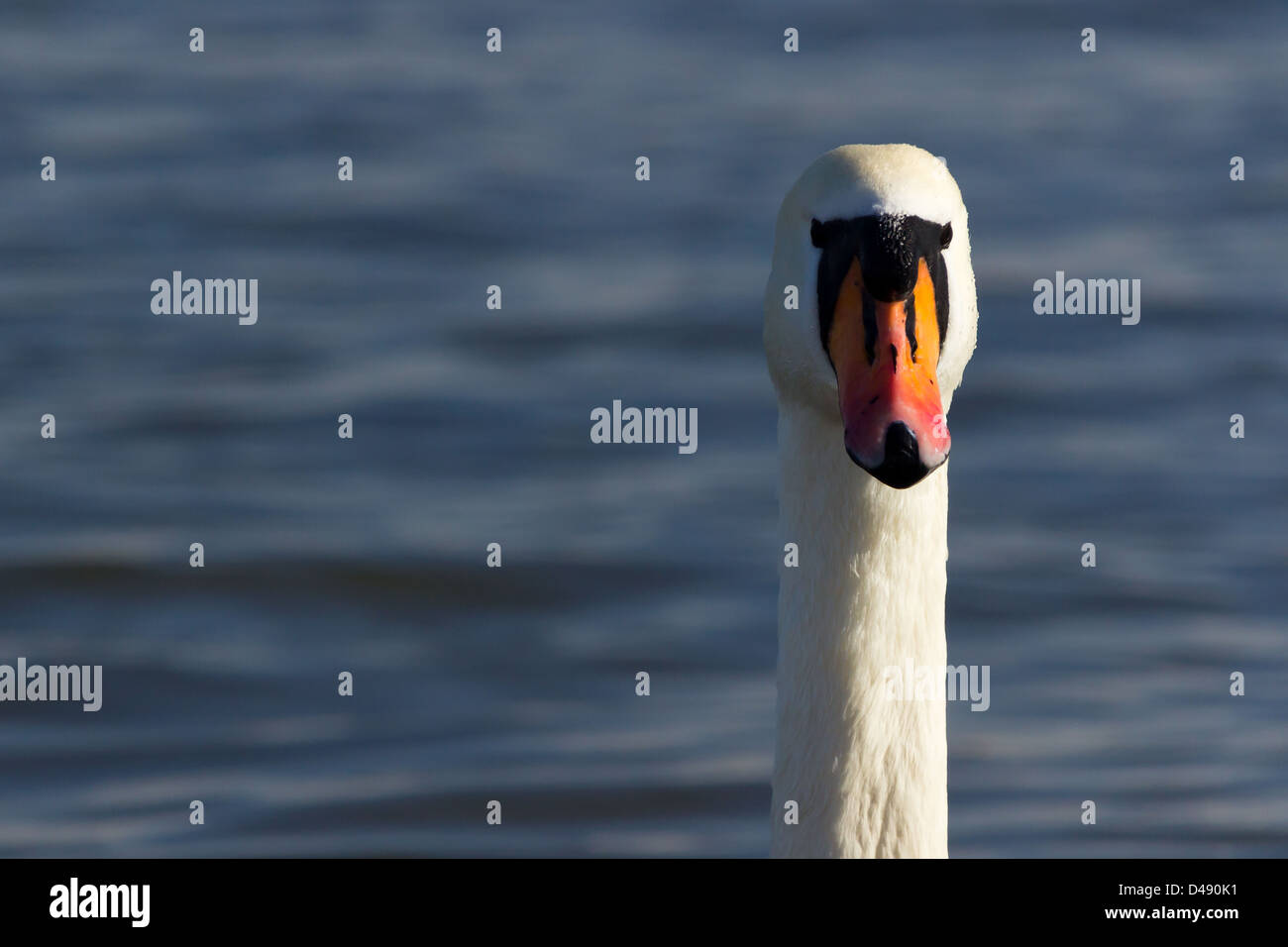 Swan horizontal neck hi-res stock photography and images - Alamy