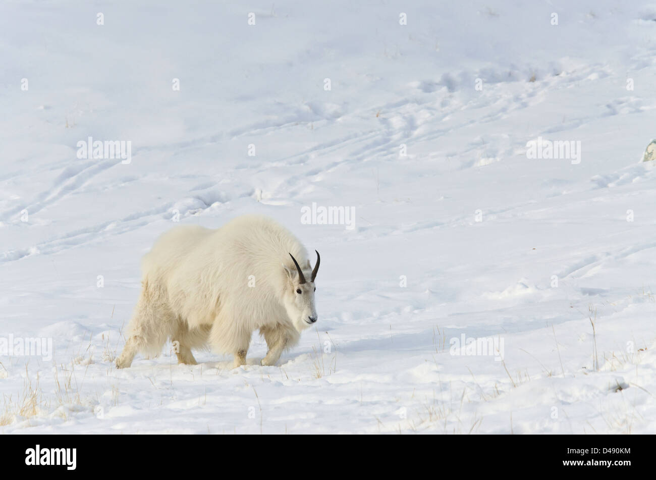 Mountain Goat (Oreamnos Americanus);Yukon Canada Stock Photo - Alamy