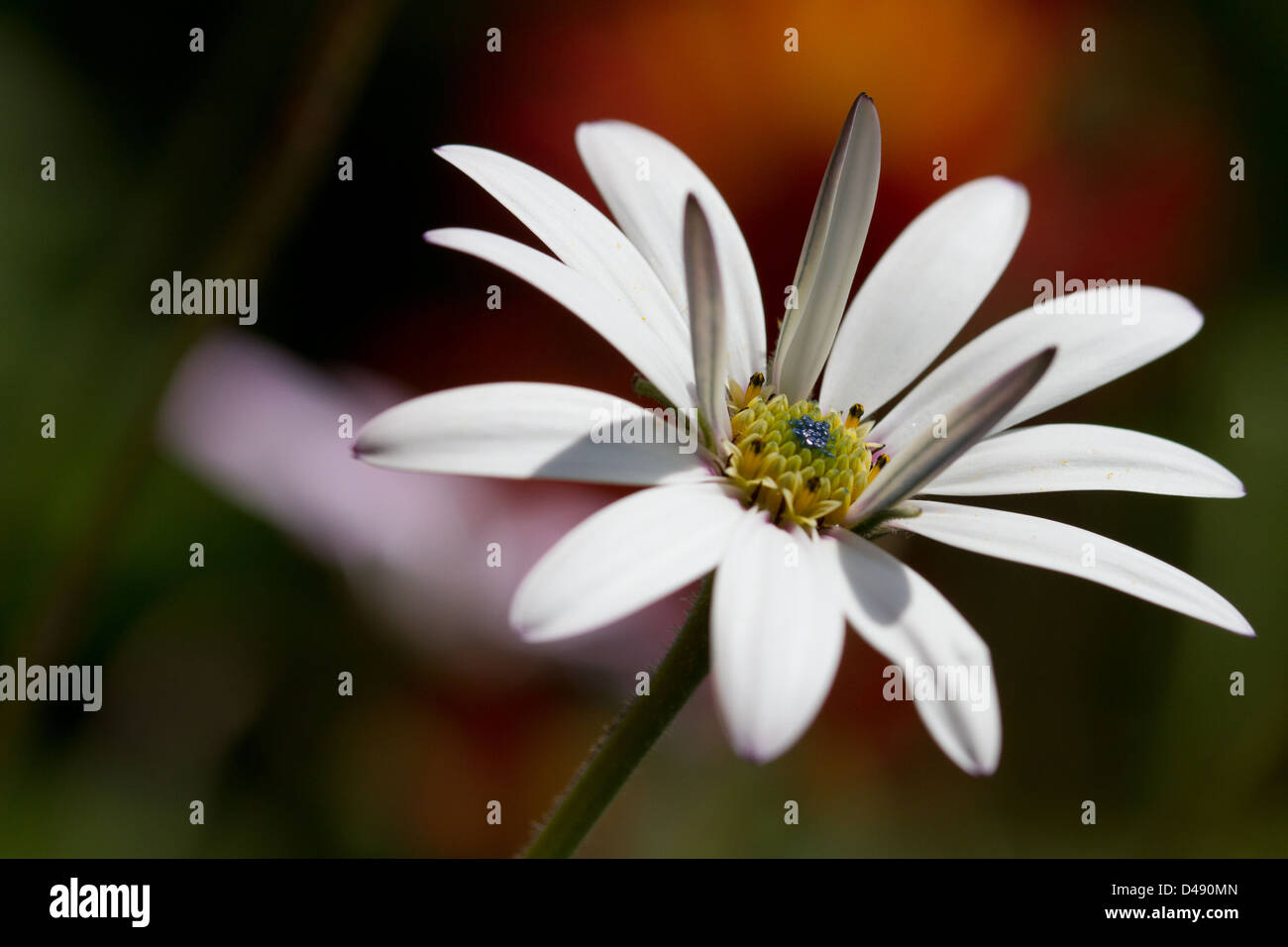 Osteospermum African or Cape Daisy flower opening Stock Photo - Alamy