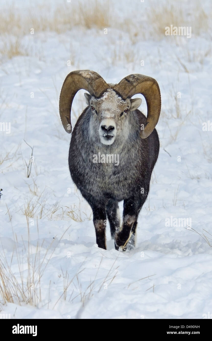 Yukon wildlife preserve hi-res stock photography and images - Alamy