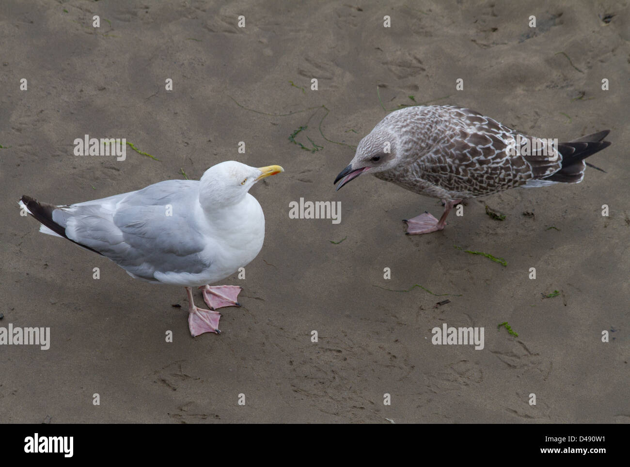 Adult and juvenile Herring Gull Stock Photo - Alamy