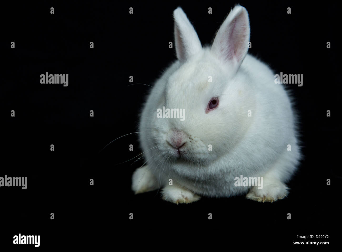 Pet vienna white rabbit Stock Photo - Alamy