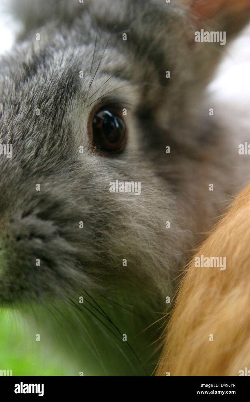 Surprised rabbit, looking curiously at the camera Stock Photo - Alamy