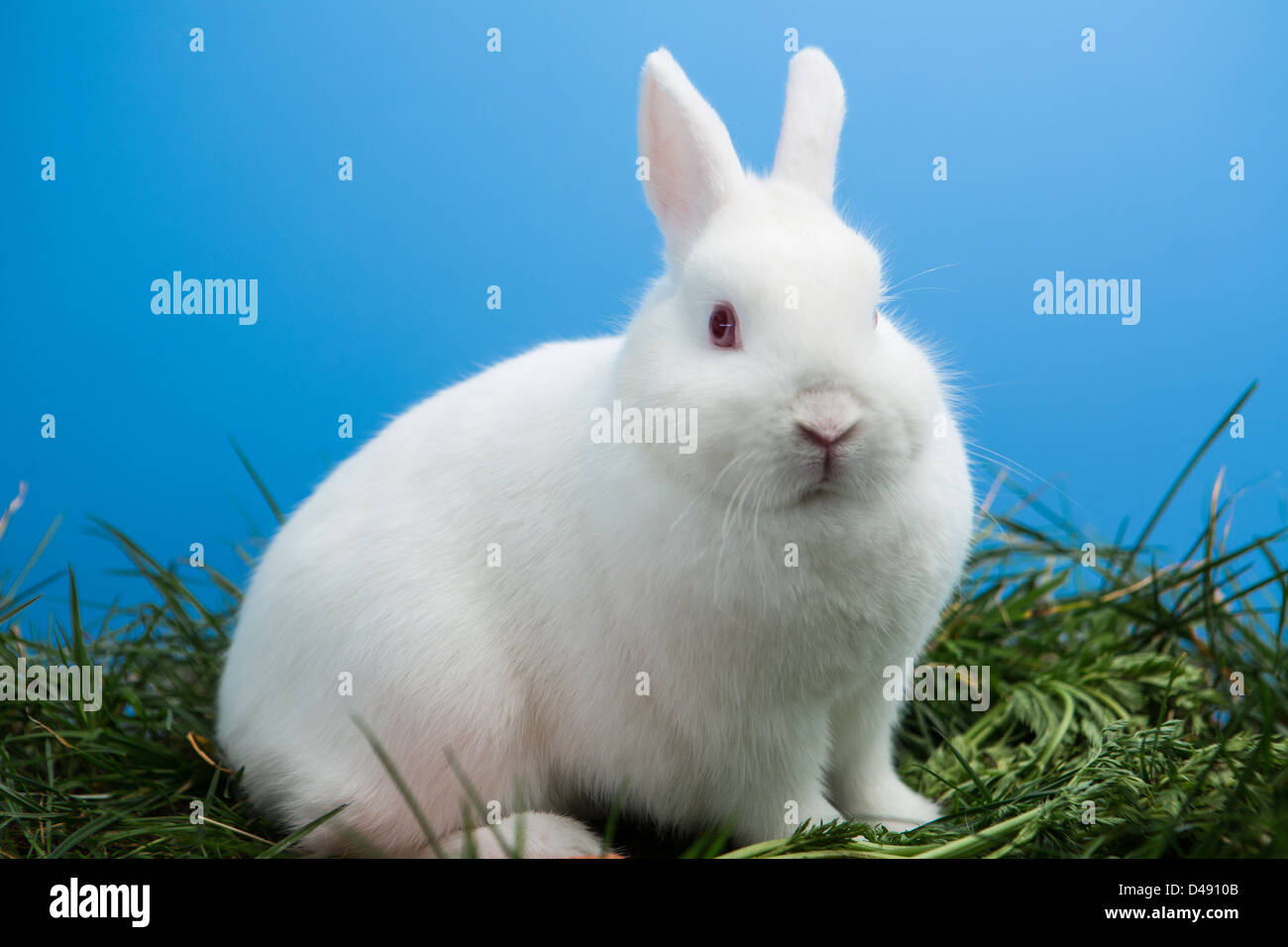 White bunny rabbit hi-res stock photography and images - Alamy
