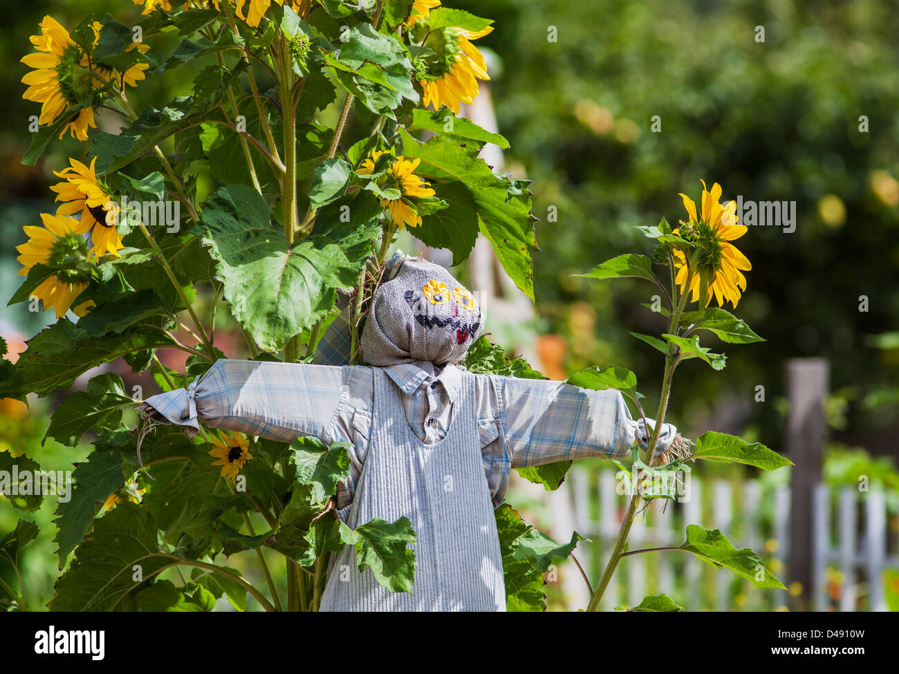 Sunflower scarecrow hi-res stock photography and images - Alamy