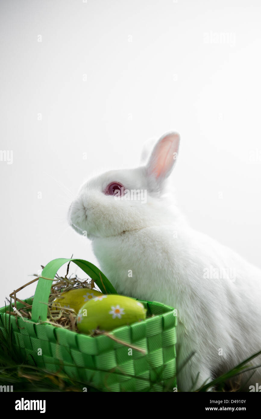 Rabbit and basket hi-res stock photography and images - Alamy