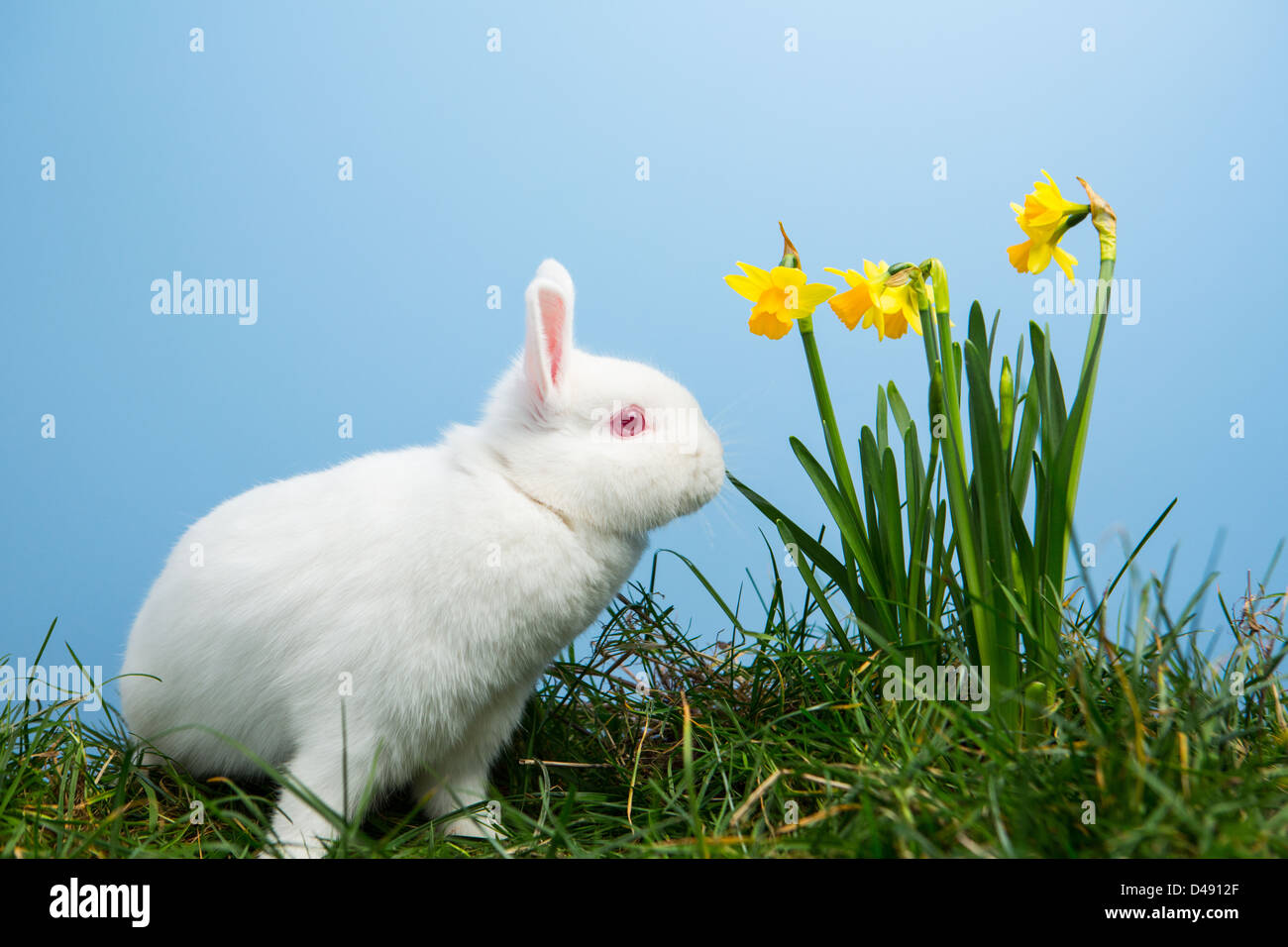 White fluffy bunny sitting beside daffodils Stock Photo - Alamy