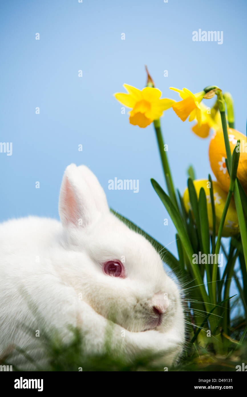 White bunny rabbit sitting beside daffodils with easter eggs Stock ...