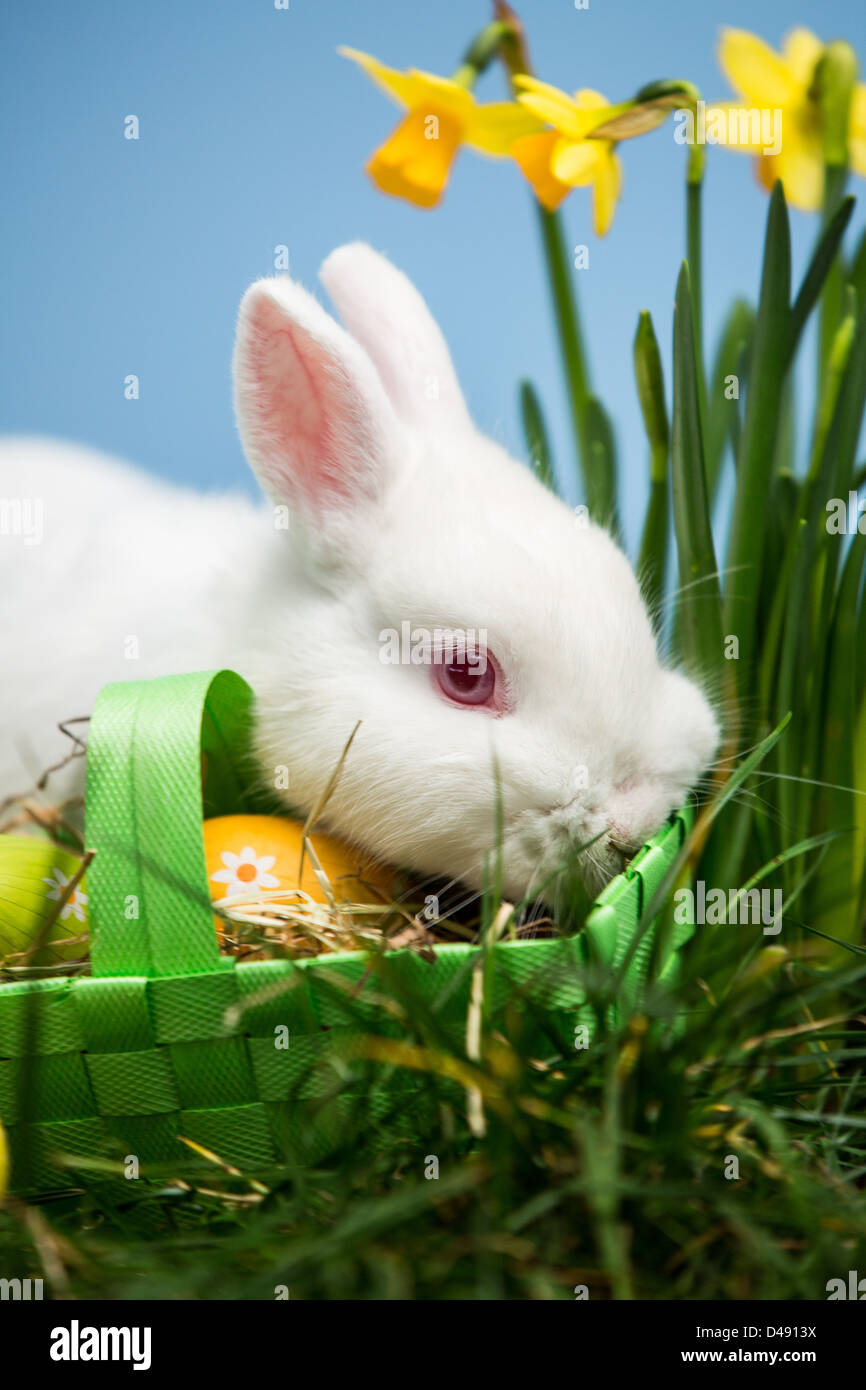 White rabbit resting on easter eggs in green basket Stock Photo - Alamy