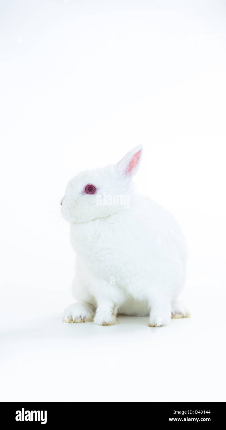 Fluffy white rabbit Stock Photo - Alamy