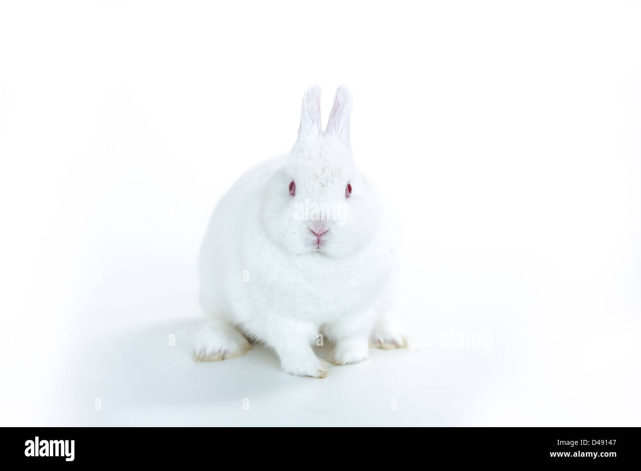 White rabbit facing camera Stock Photo - Alamy