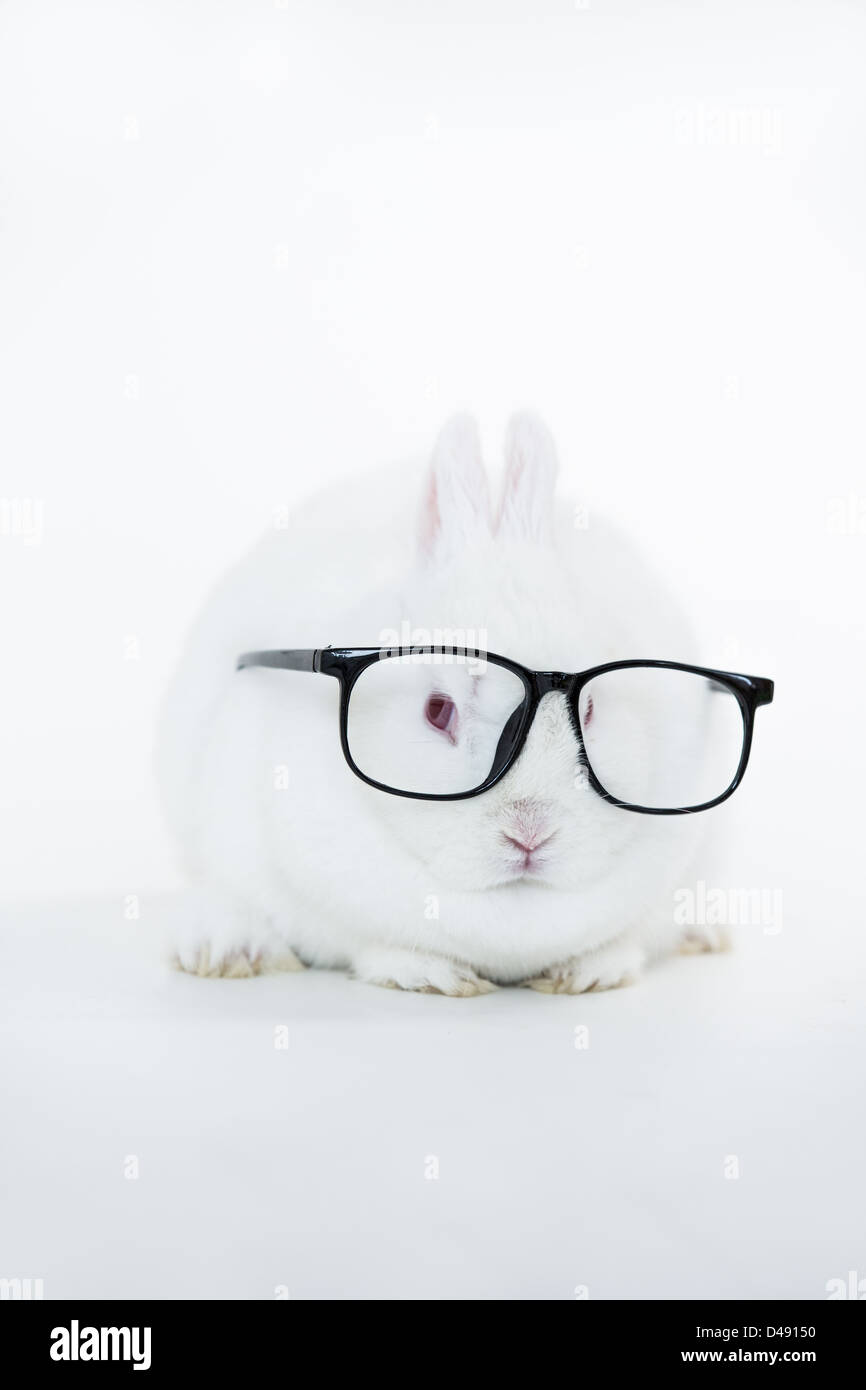 White bunny pink eyes hi-res stock photography and images - Alamy