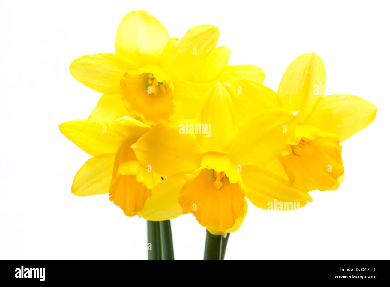 Close up pretty Cut Out Stock Images & Pictures - Alamy