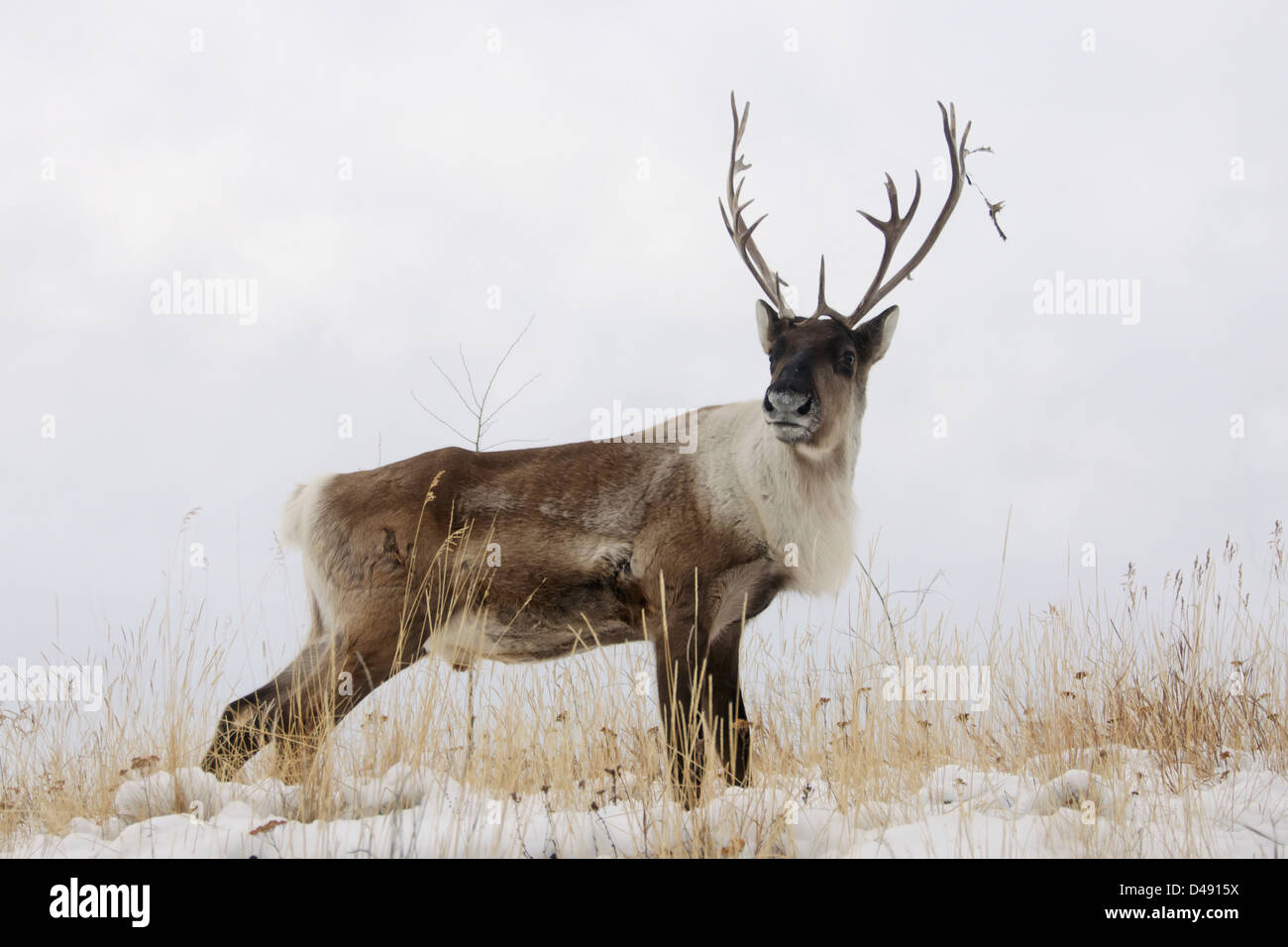 Caribou snow hi-res stock photography and images - Alamy