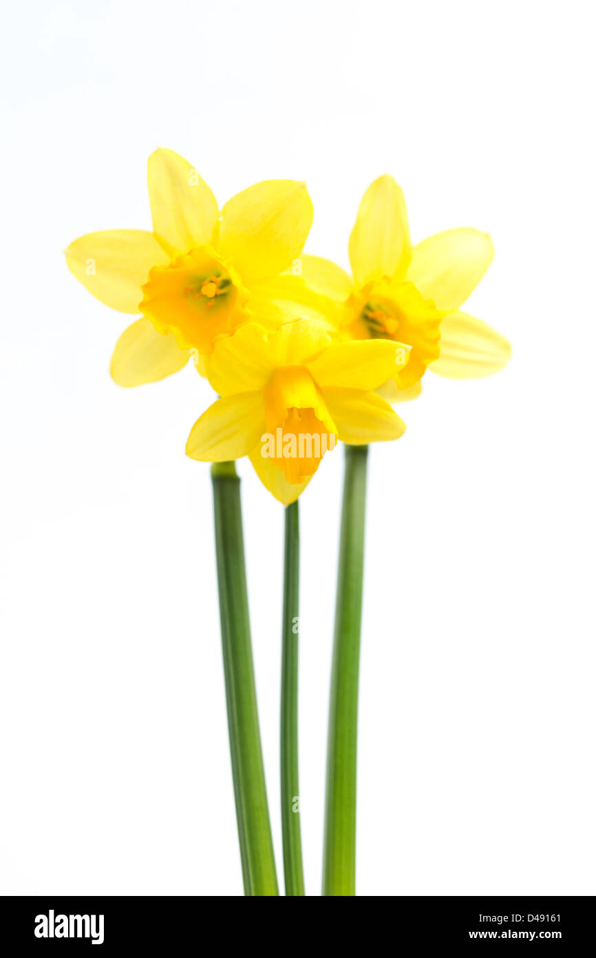 Yellow stems hi-res stock photography and images - Alamy