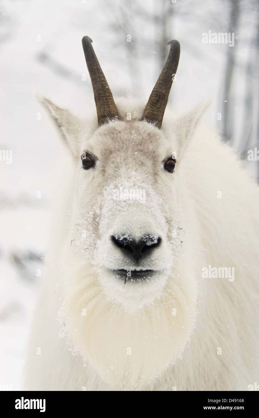 Mountain Goat (Oreamnos Americanus);Yukon Canada Stock Photo - Alamy