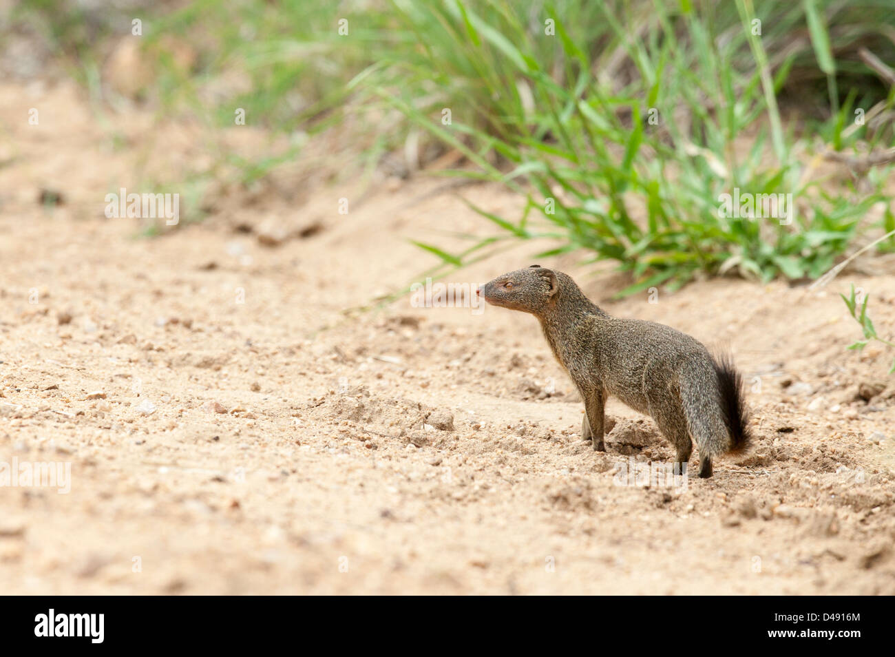 Common Dwarf mongoose Helogale parvula surveying its surroundings Stock ...
