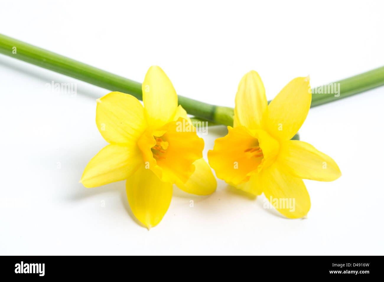 Pretty daffodils blooming in hi-res stock photography and images - Alamy