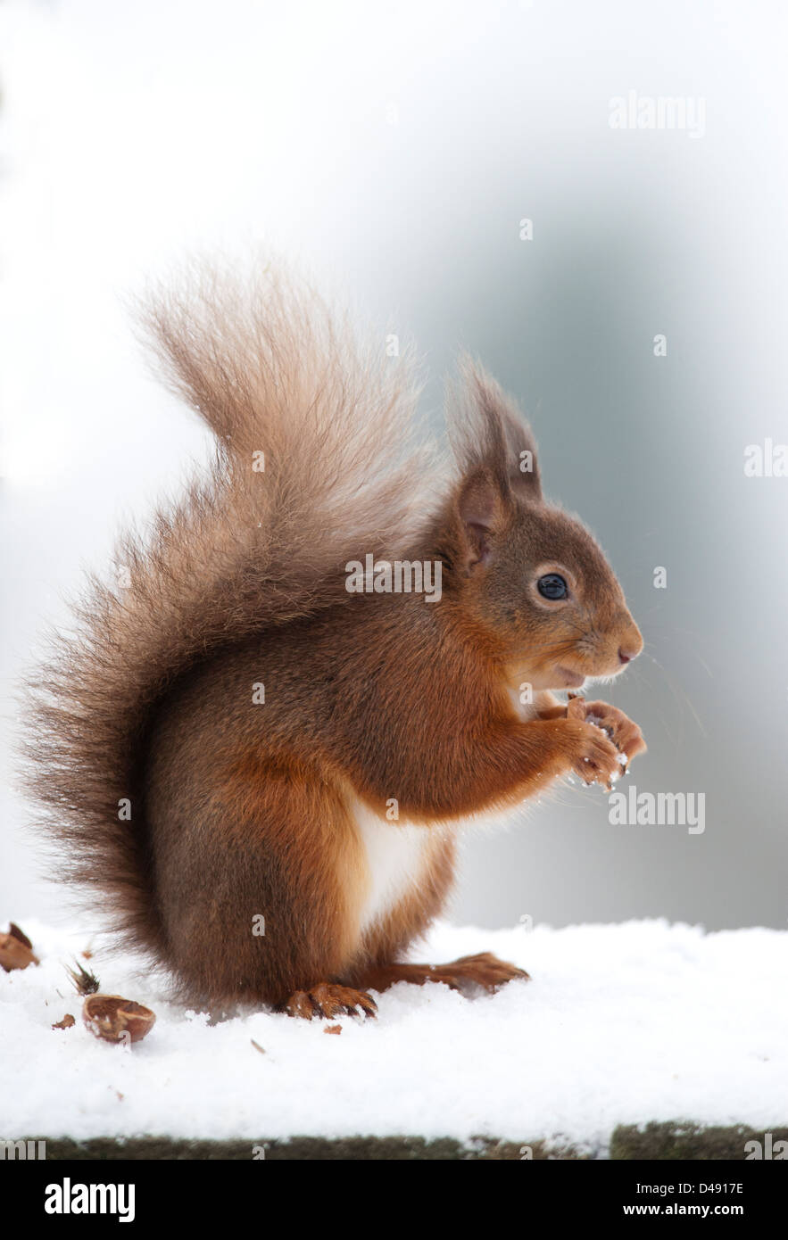 Rare squirrel hi-res stock photography and images - Alamy