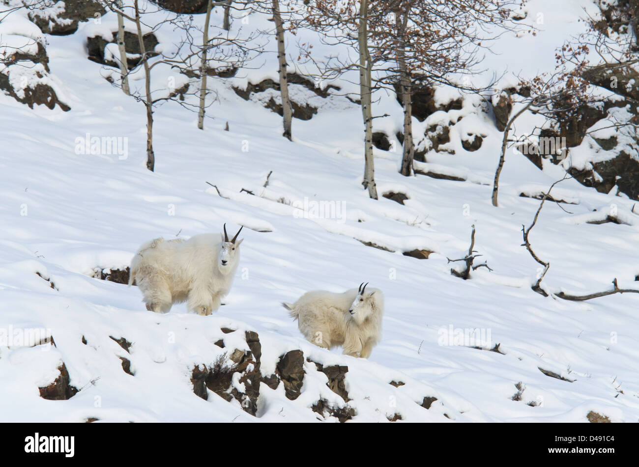 Three goats facing camera hi-res stock photography and images - Alamy