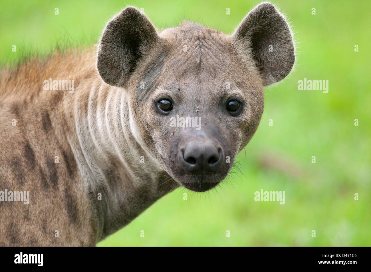 Angry hyena hi-res stock photography and images - Alamy