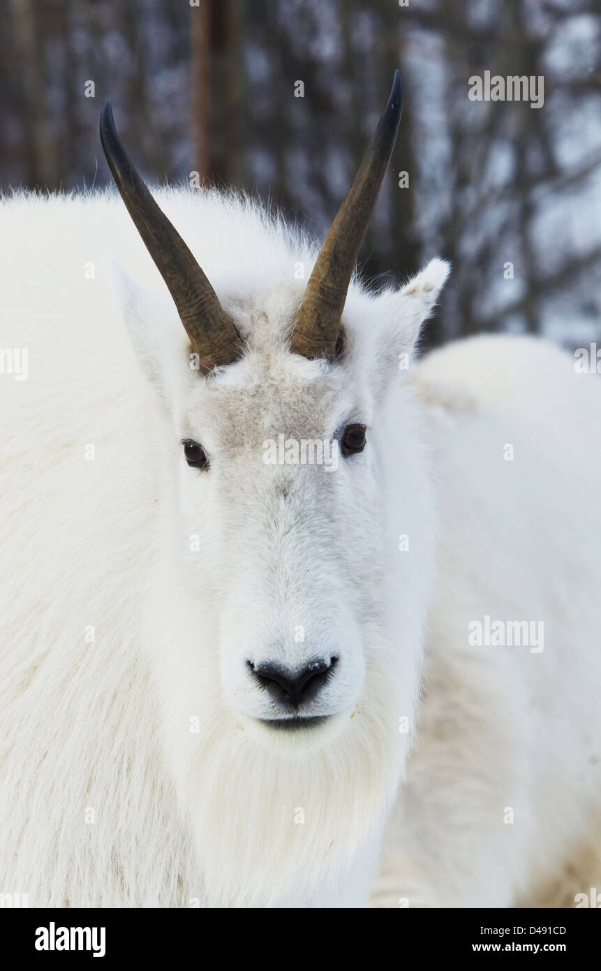 Mountain goat animal snow winter canada white hi-res stock photography ...