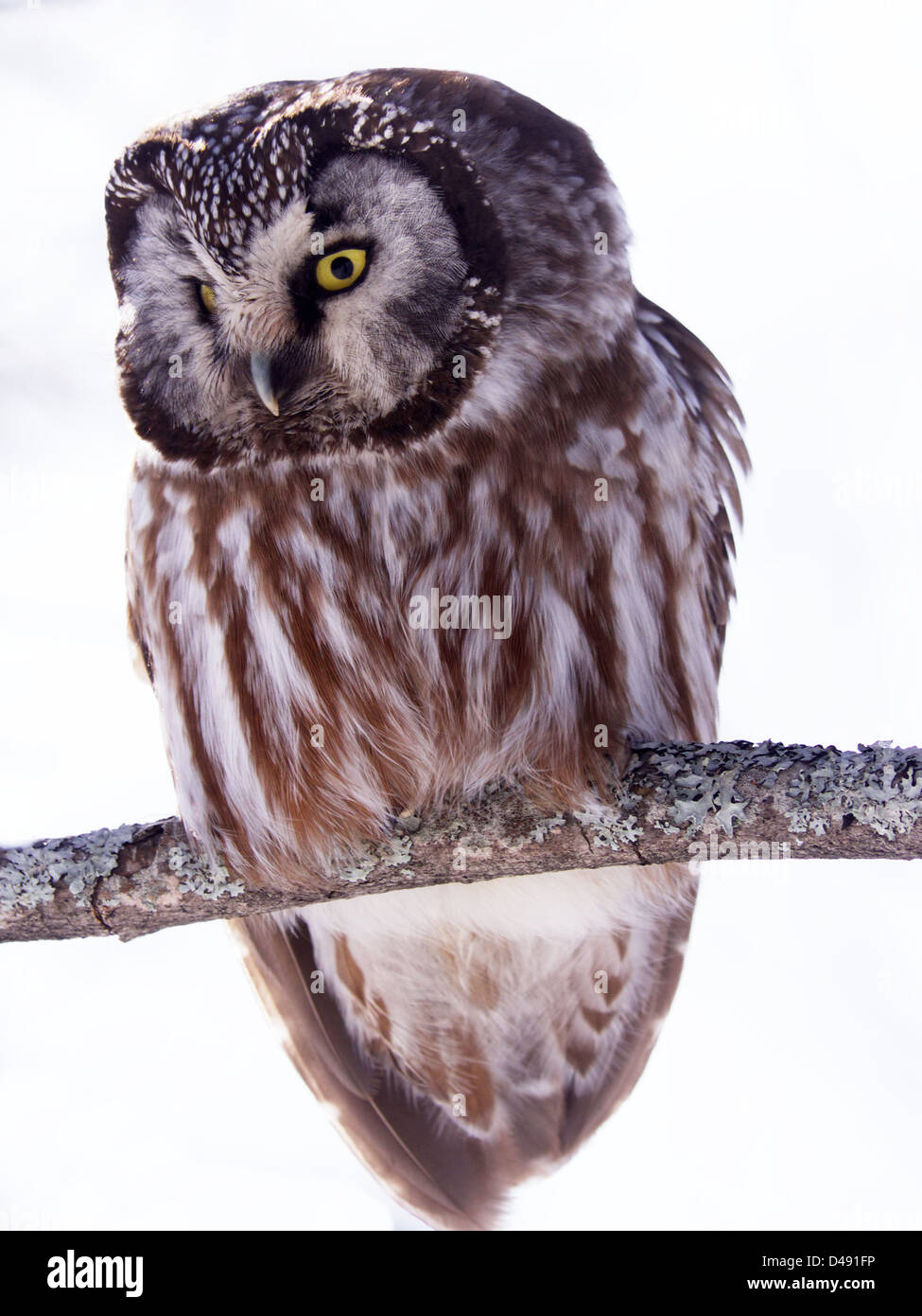 Boreal owl canada hi-res stock photography and images - Alamy