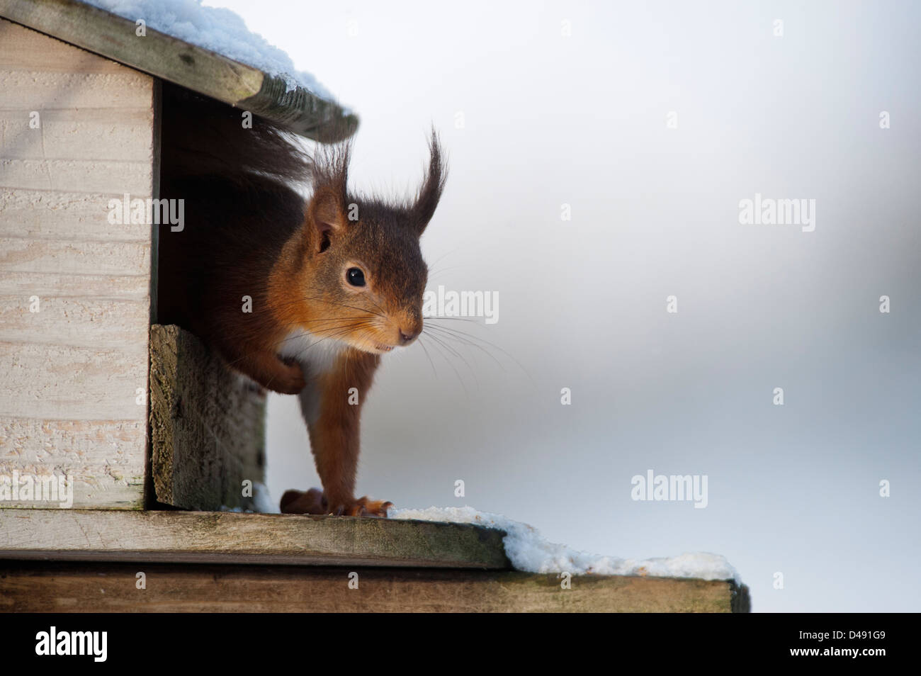 Red Squirrel on a bird feeding table in winter, eating nuts. Sciurus ...