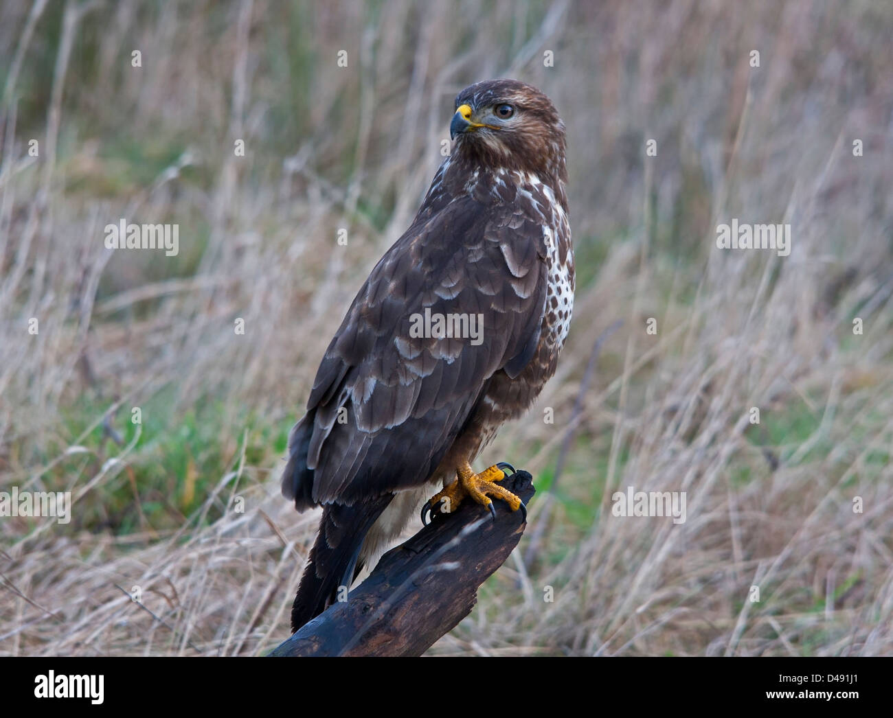 Buzzard perched hi-res stock photography and images - Alamy