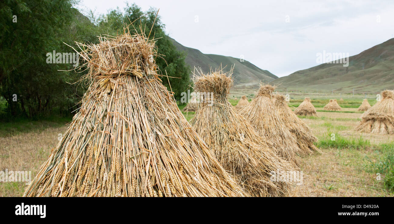 Wheat bundled in a field;Xizang china Stock Photo - Alamy