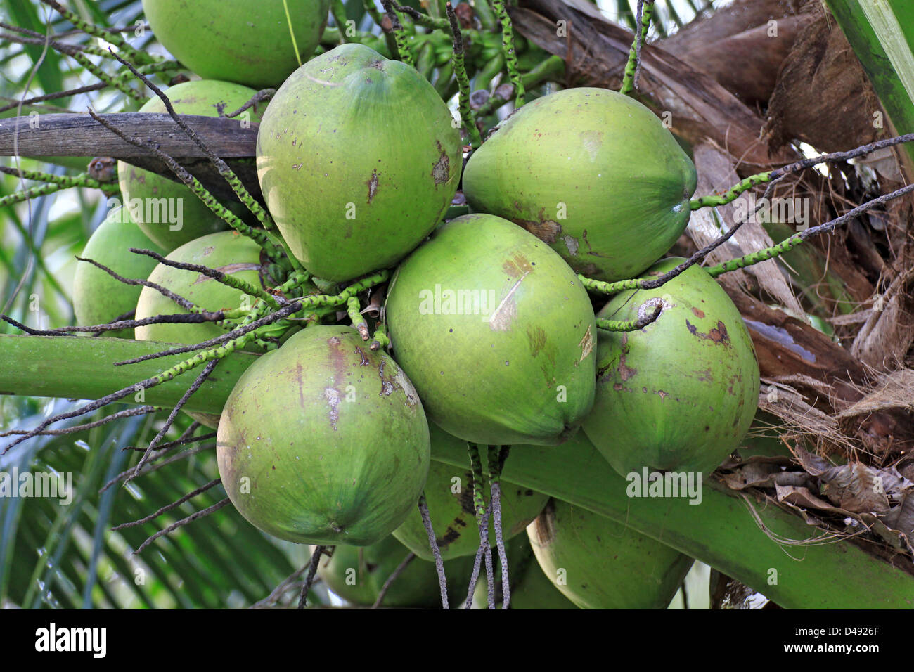 Coconut tree fruit hi-res stock photography and images - Alamy