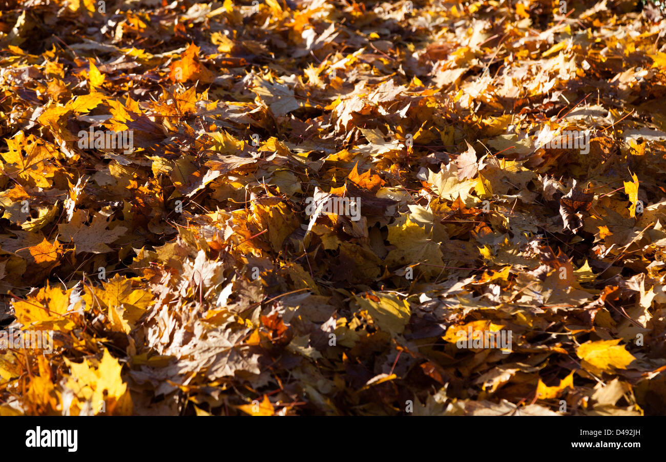 Yellow maple leaves, autumn leaves for background Stock Photo - Alamy