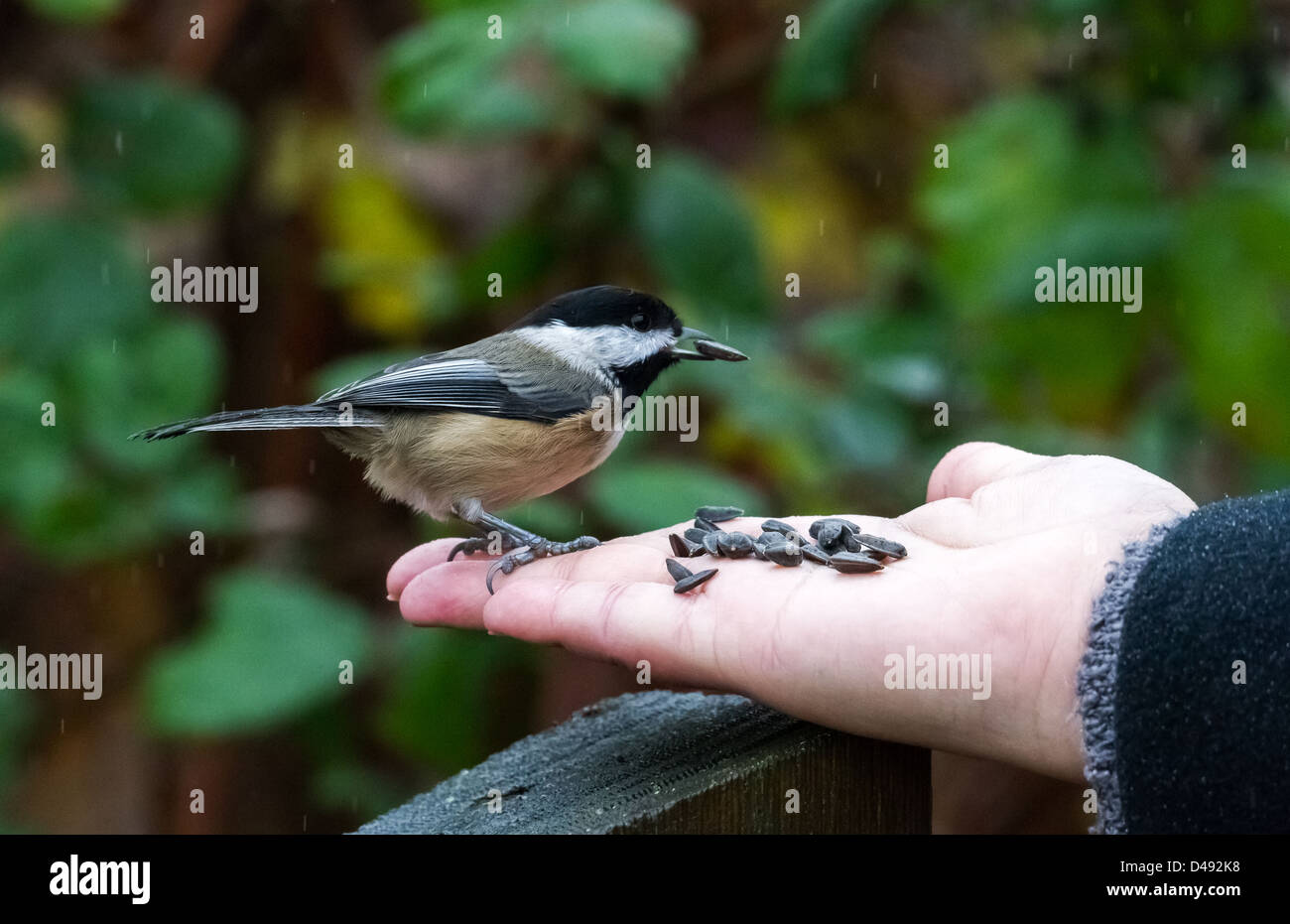 Chickadee up close hi-res stock photography and images - Alamy