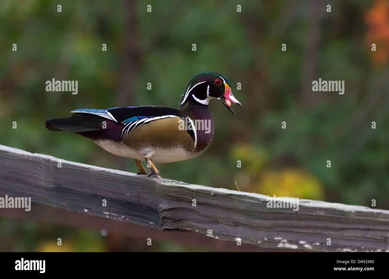 Wood Duck close up shot Stock Photo - Alamy