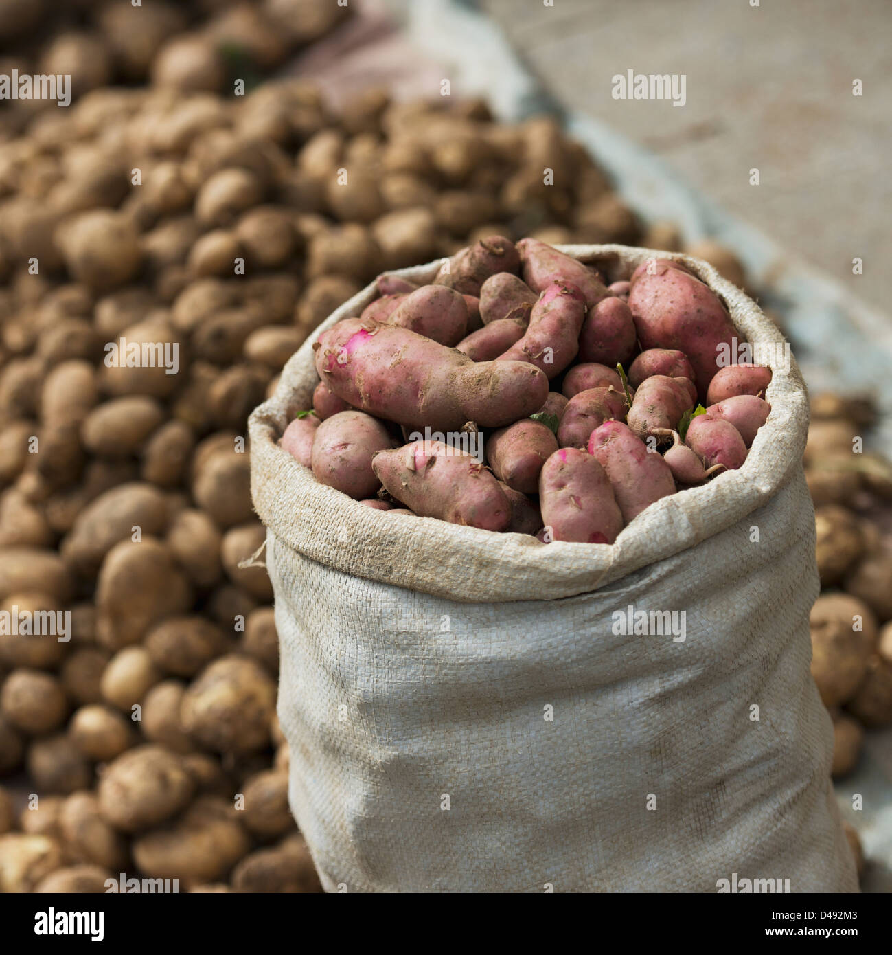Potatoes harvest china hi-res stock photography and images - Alamy