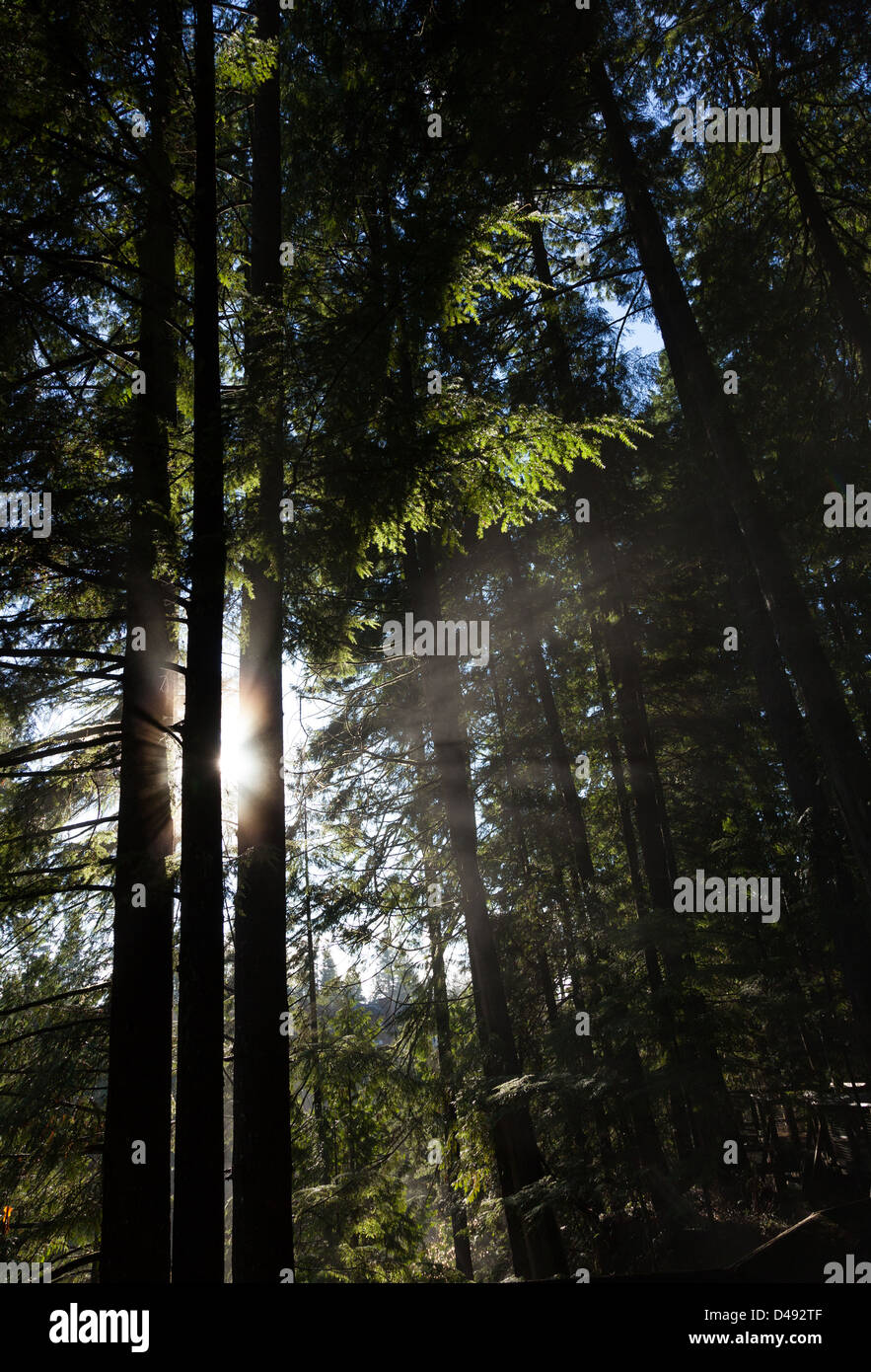 Dark forest sun rays hi-res stock photography and images - Alamy
