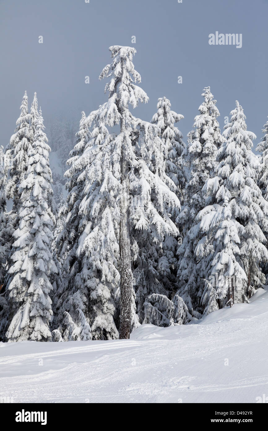 Tree landscape forest hi-res stock photography and images - Alamy