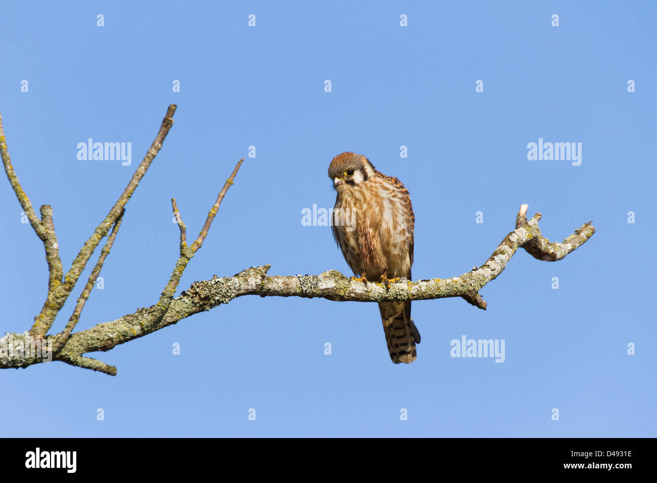 American Kestrel, bird of prey Stock Photo - Alamy