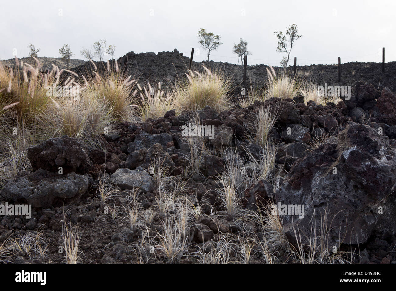 Lava formation with grass on The Big Island, Hawaii, USA Stock Photo ...