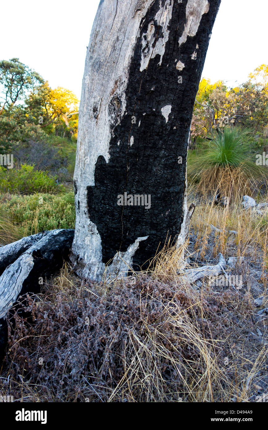 Dead tree trunk in Star Swamp Bushland Stock Photo - Alamy