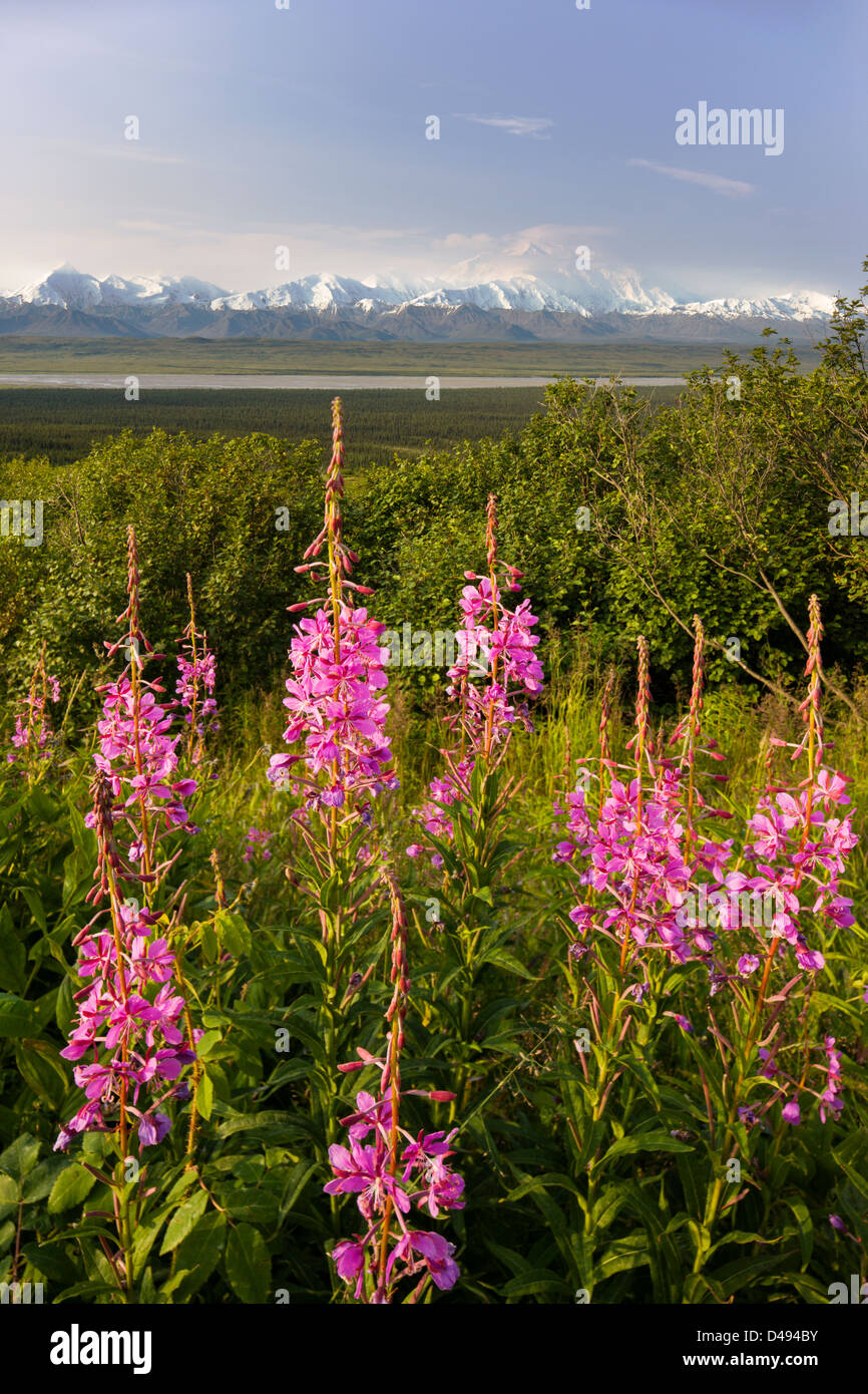Alaska Arctic Fireweed Alaska High Resolution Stock Photography and ...
