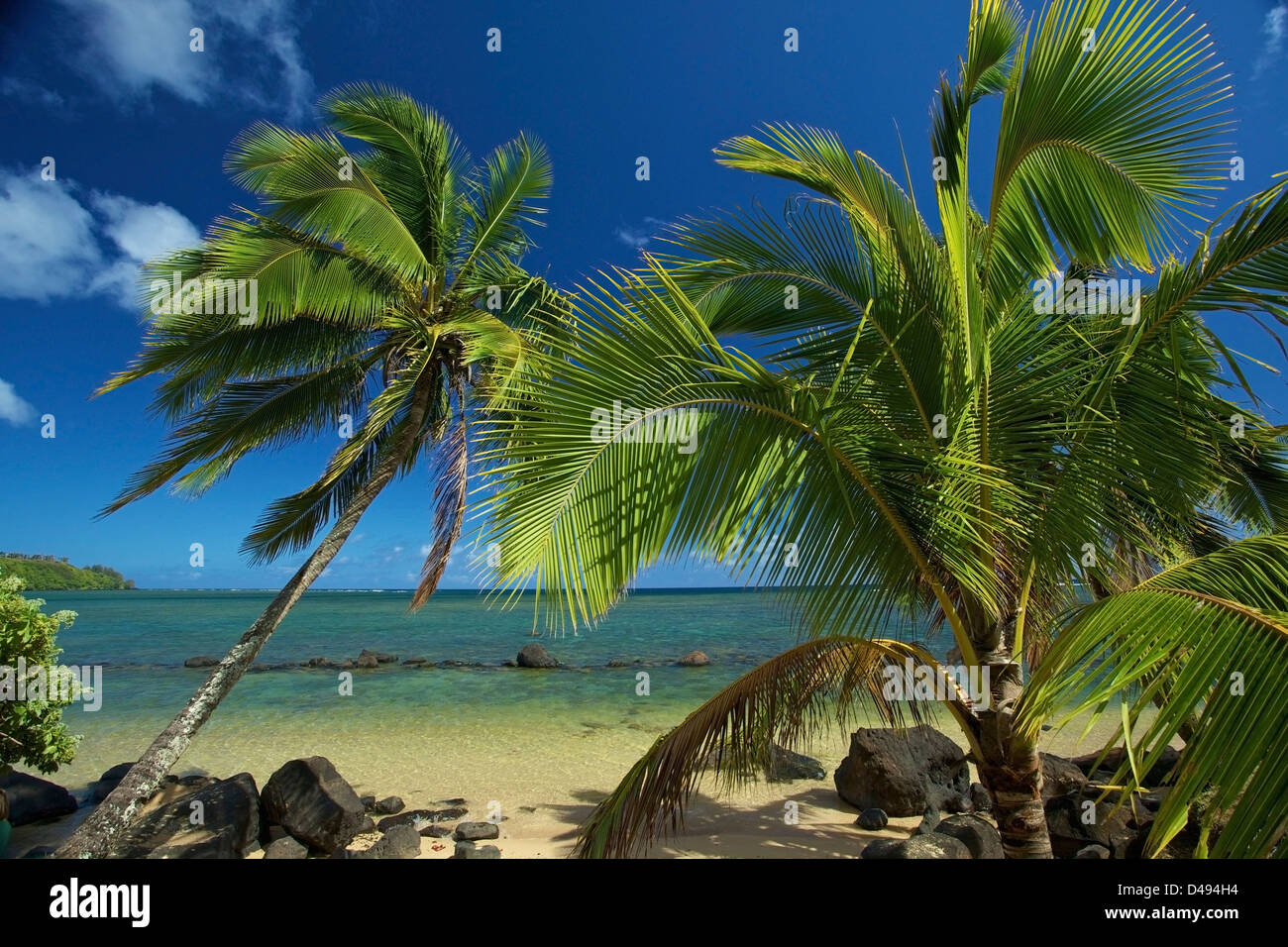 Palm Trees On The Shore By The Ocean Against A Blue Sky;Hawaii United ...