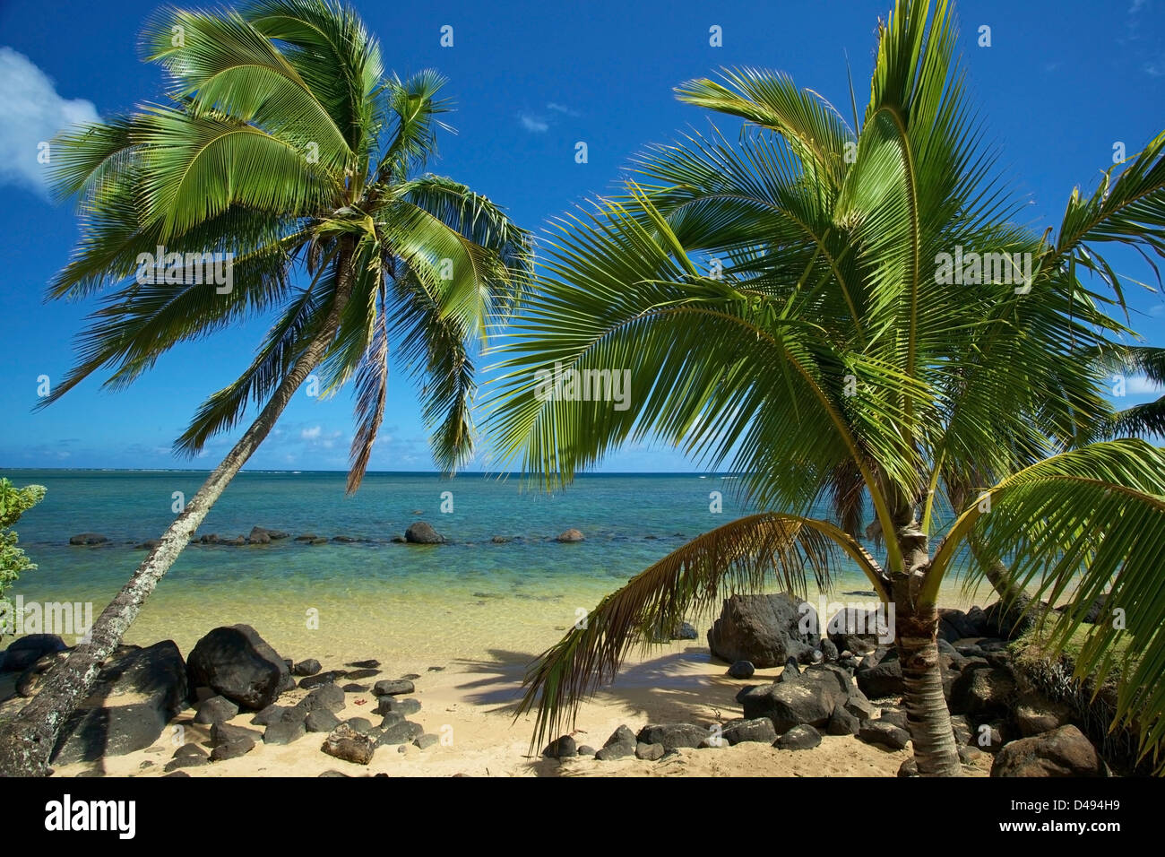Palm Trees On The Shore By The Ocean Against A Blue Sky;Hawaii United ...