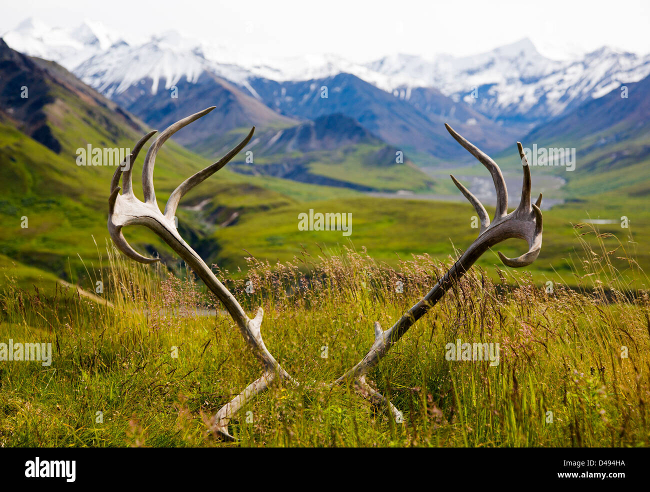 Caribou rack hi-res stock photography and images - Alamy