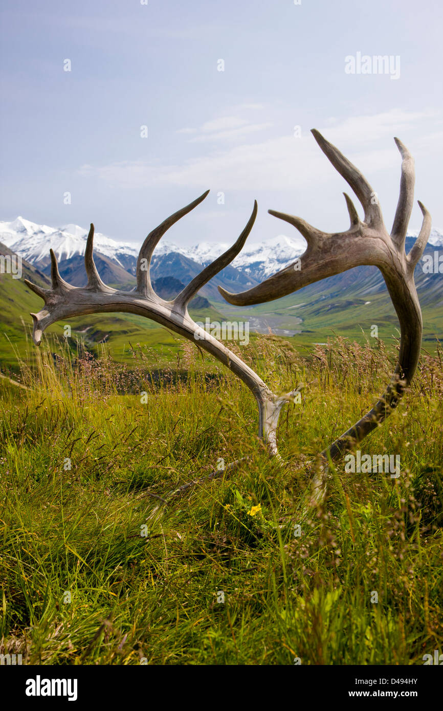 Caribou rack hi-res stock photography and images - Alamy